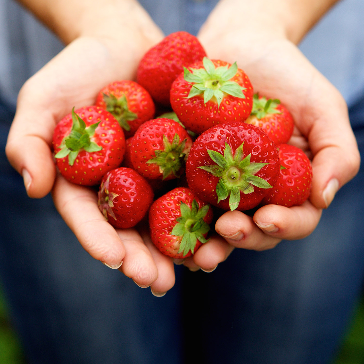 History - National Berry Crops Initiative