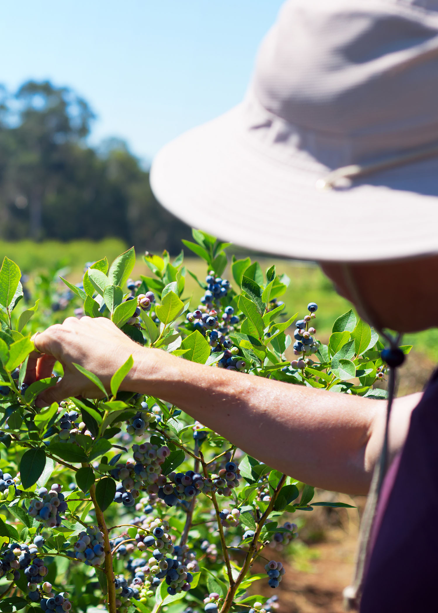 Membership - National Berry Crops Initiative