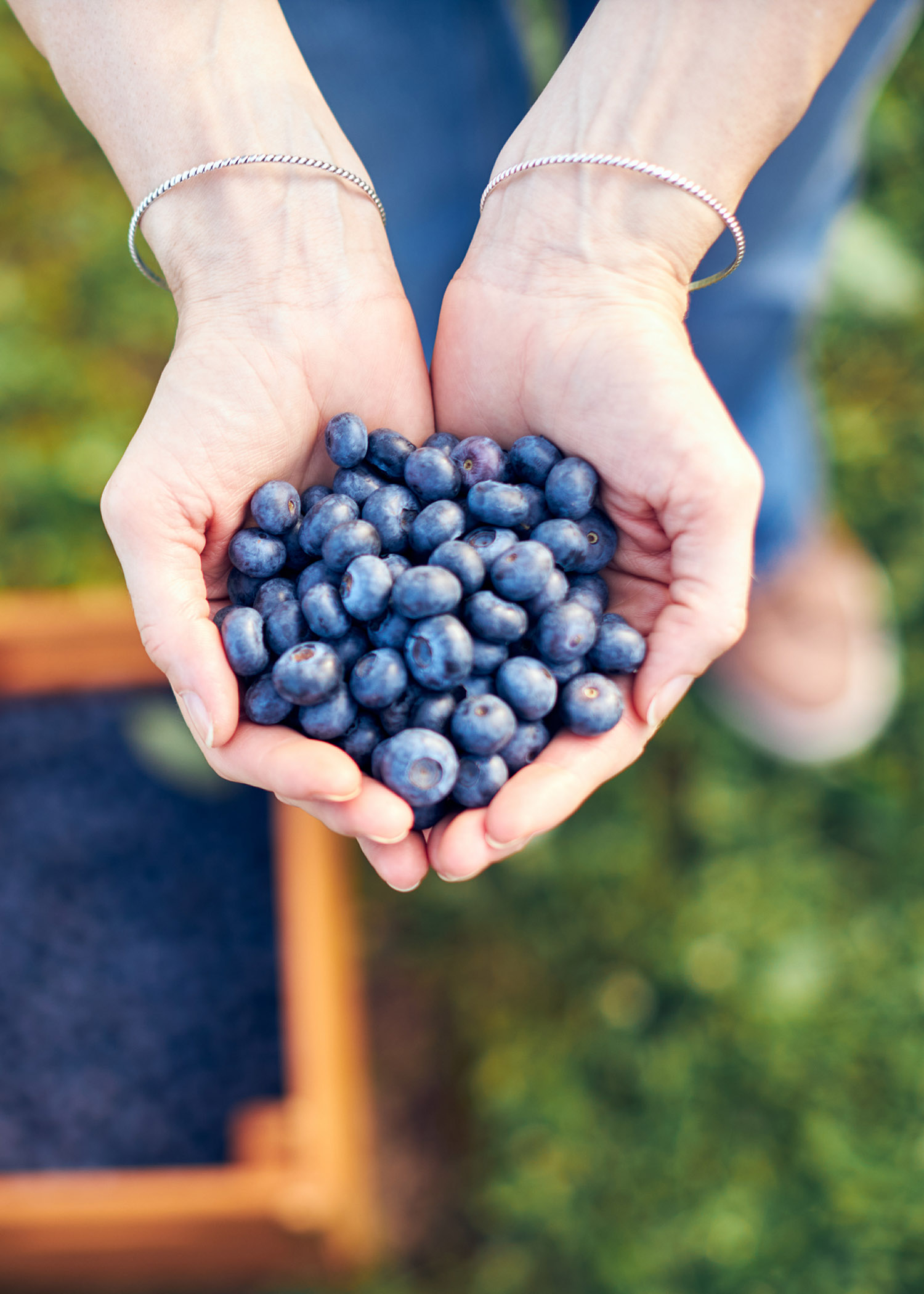 National Berry Crops Initiative - To enhance the health and ...