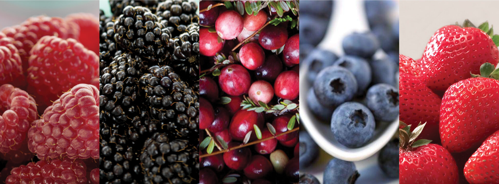2025 BHBS Junior Investigators - National Berry Crops Initiative